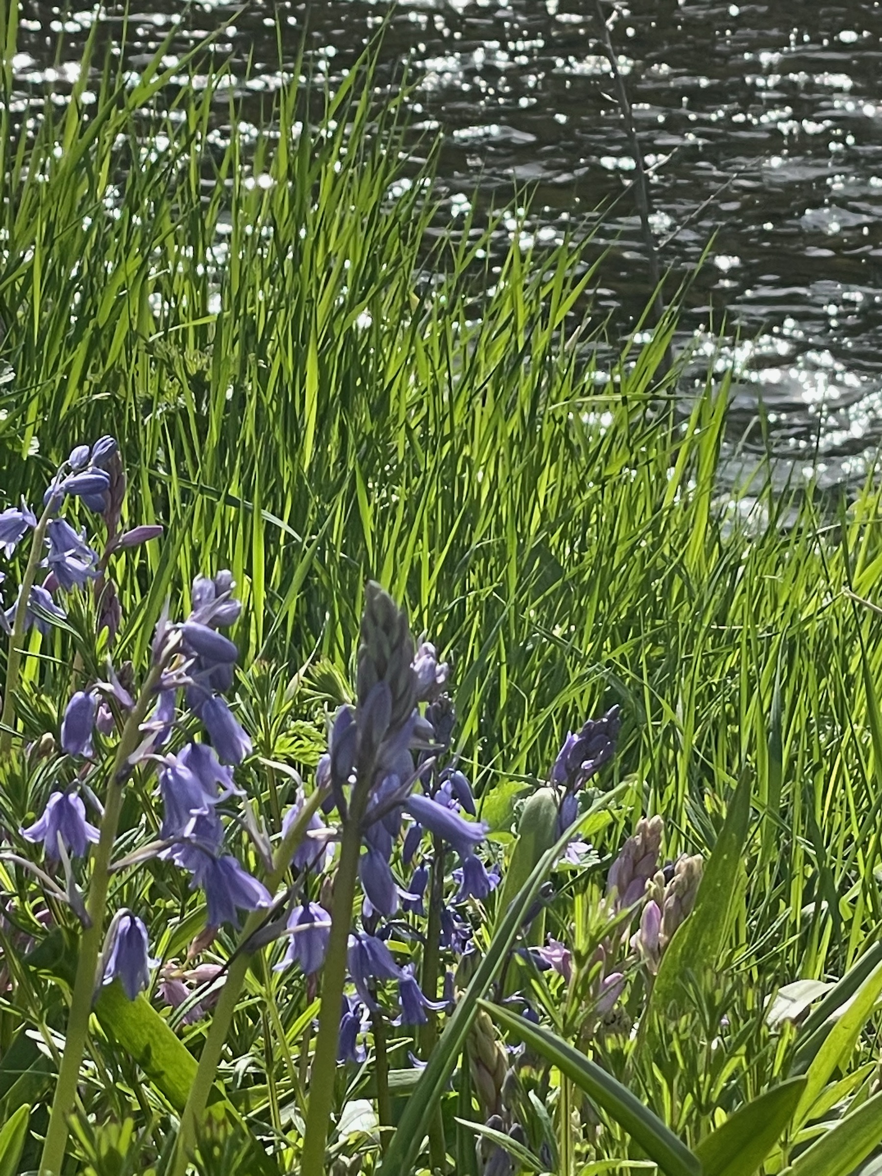Gaelic & Wildlife Walk in Cupar - Starfish Travel